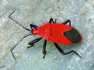 Monsoon pests and their control